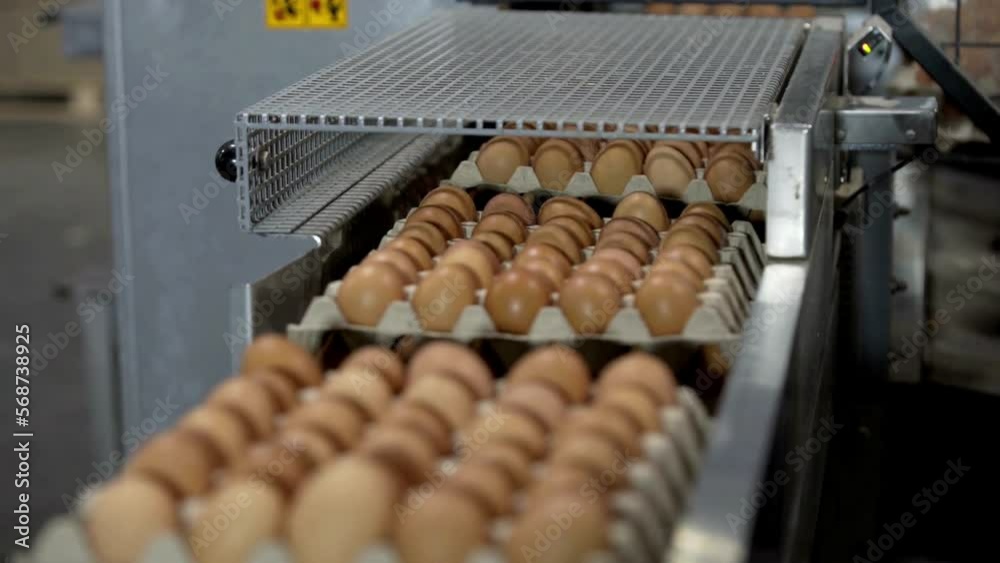 Egg plant factory at the poultry farm ready to packing close up eggs ...