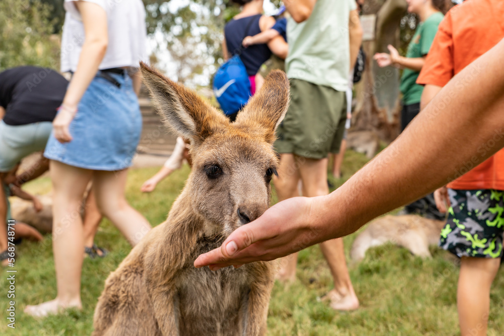 A visitor feeds a kangaroo from his hand in Gan Guru kangaroo park in ...
