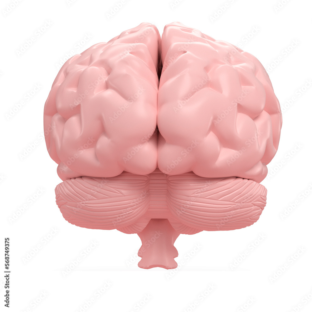 Human brain frontal on isometric transparent background. Stock Photo ...
