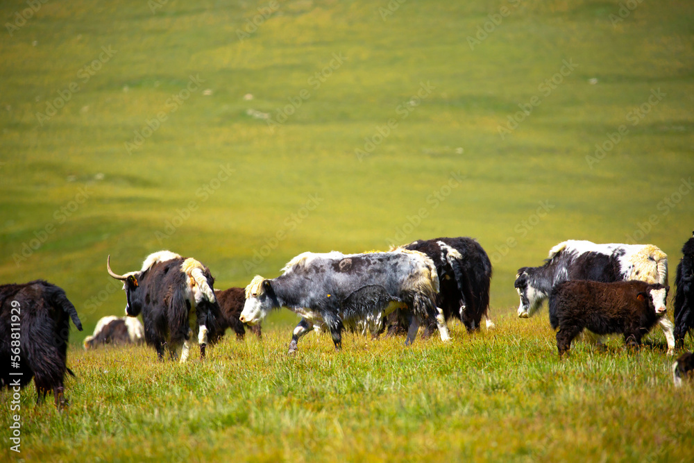 A herd of yaks graze in the mountains. Himalayan big yak in a beautiful ...