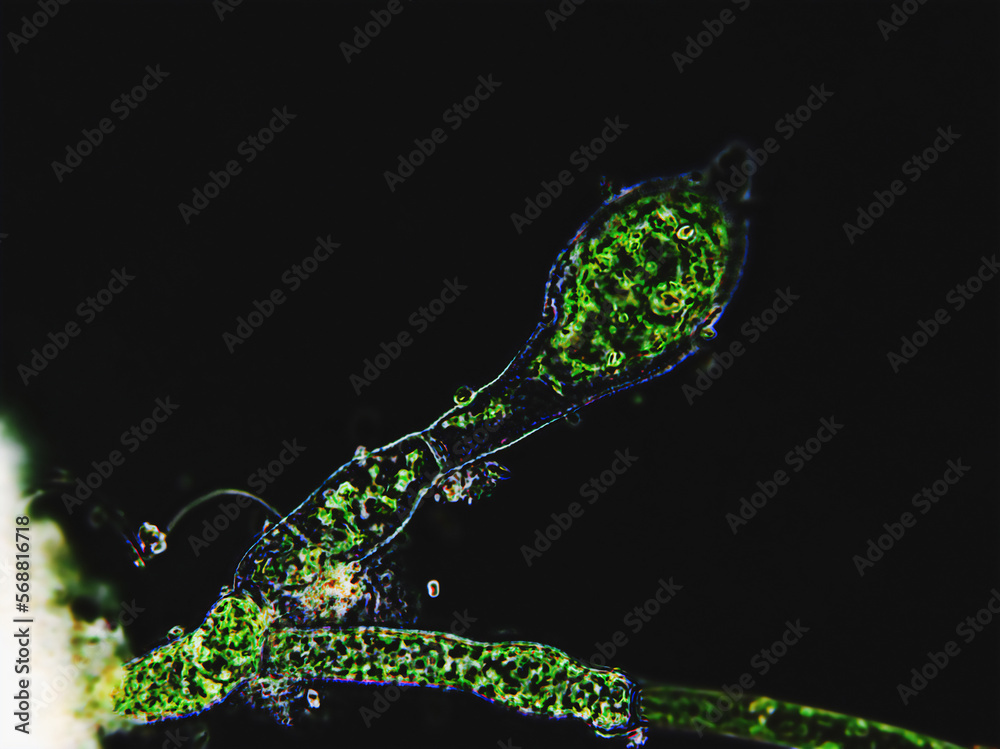 Chlorophyta Microscope