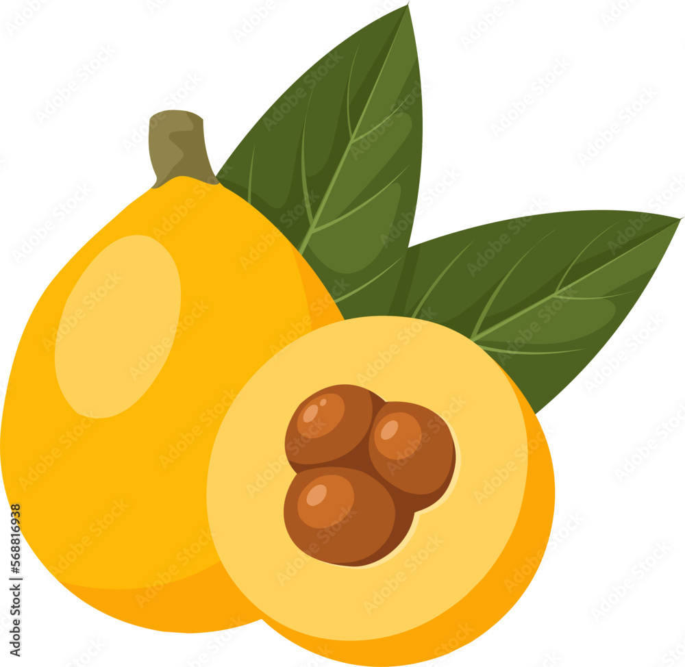 Vector illustration of ripe loquat fruit, whole and halved, with green ...