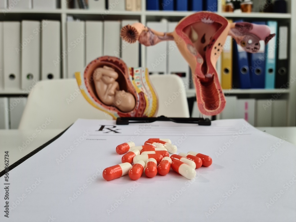 Model of the embryo and anatomy of uterus fetus and medicine Stock ...