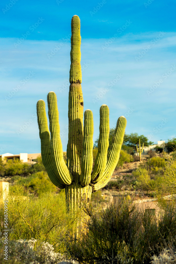 Tall saguaro cactus with many arms and visible spikes in the hills of ...