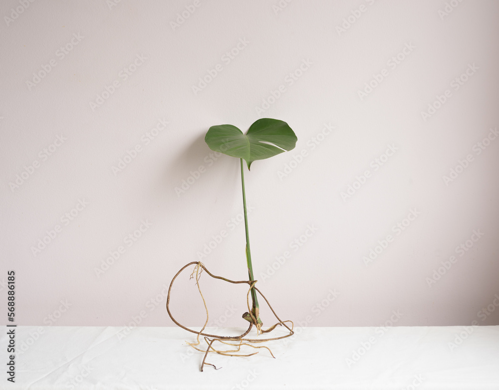 Planta de monstera deliciosa con la raíz al aire para ser enmacetada ...