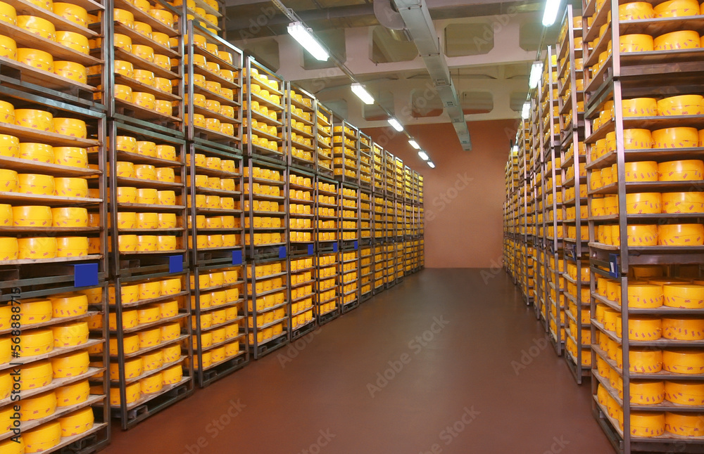 Many yellow cheese wheels. Factory maturation room for aging of cheese ...