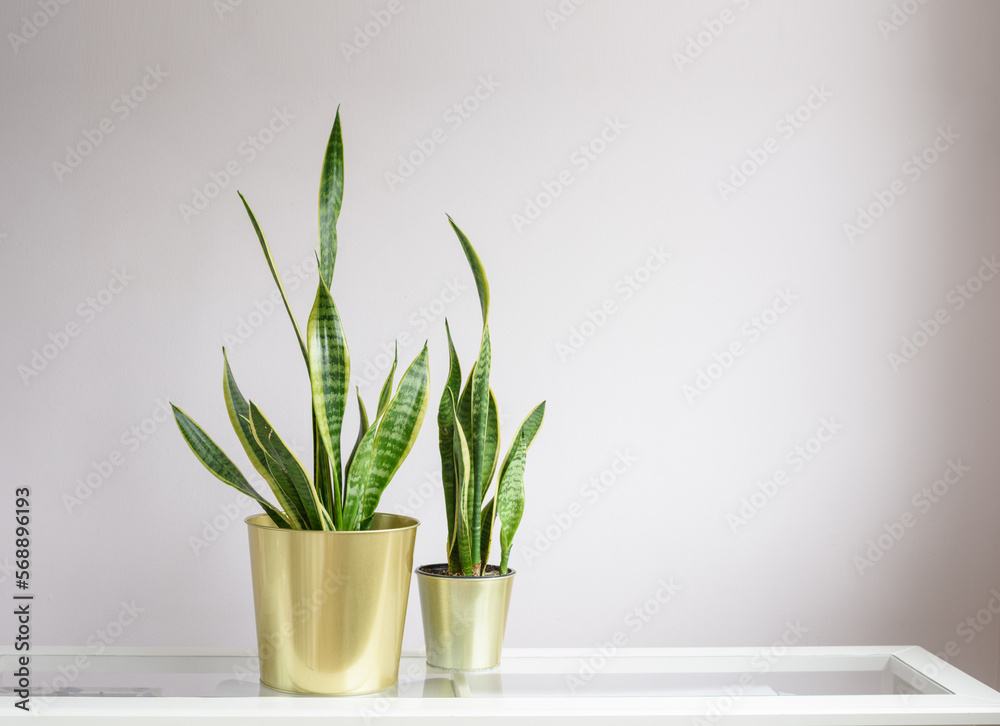 Dos plantas de sansevieria trifasciata, también llamada espada de san ...
