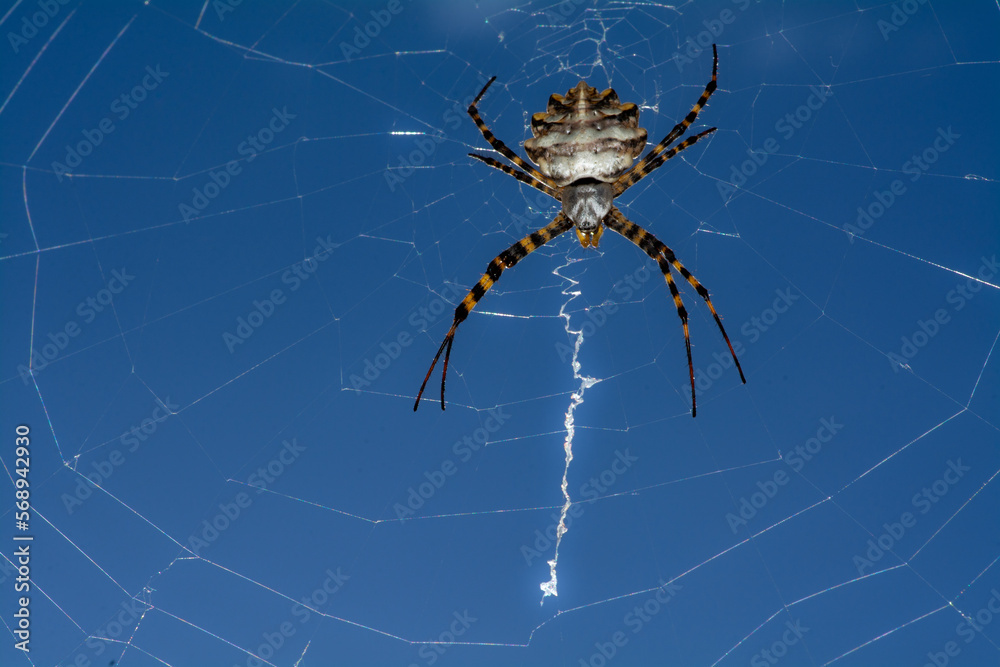 Argiope lobata spider on web Stock Photo | Adobe Stock