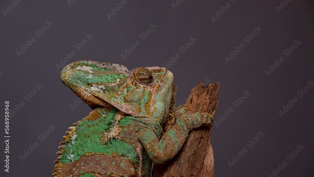 Video „Veiled Chameleon, Chamaeleo calyptratus, sits on branch and look ...