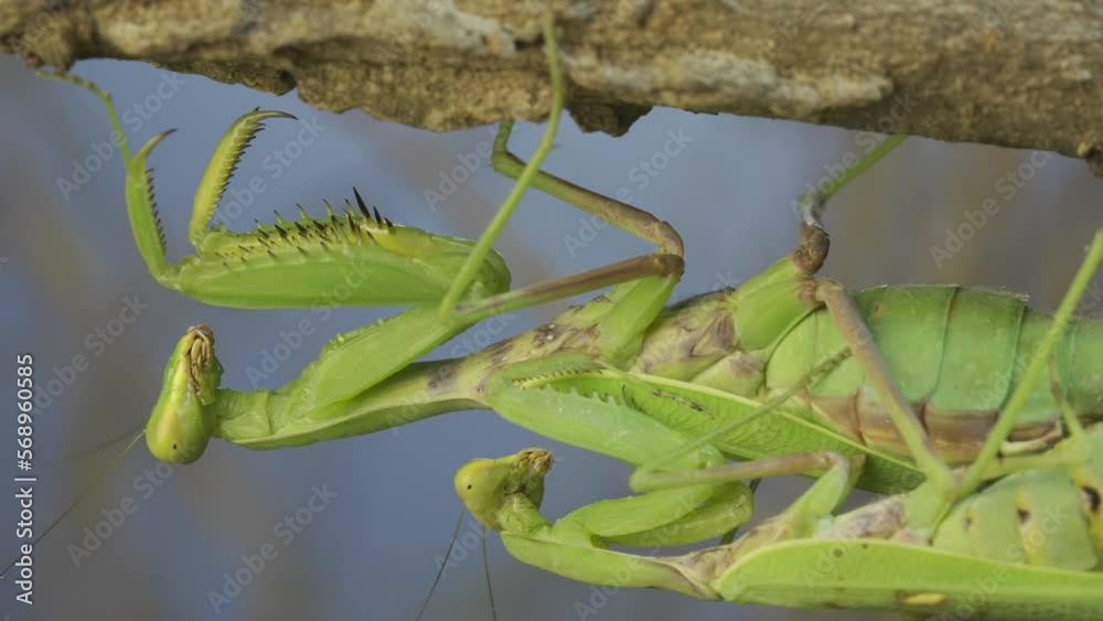 Close-up of couple of praying mantis mating hanging under tree branch ... Close-up of couple of praying mantis mating hanging under tree branch ...