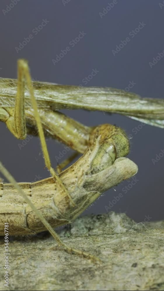 Vidéo Stock Vertical video, Time lapse, Close-up of mating process of ...