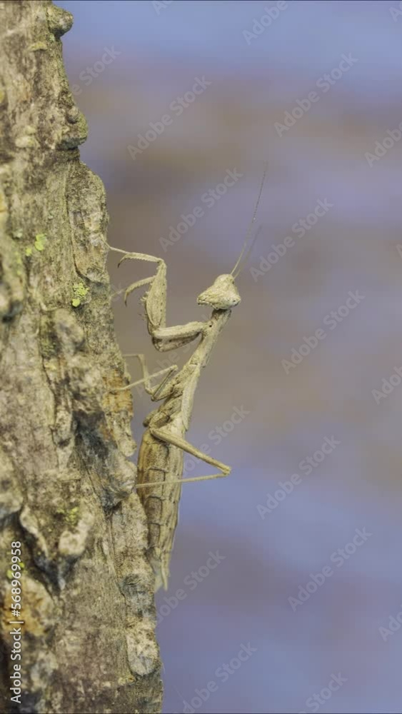 Vertical video, female praying mantis sits on tree branch masquerading ...
