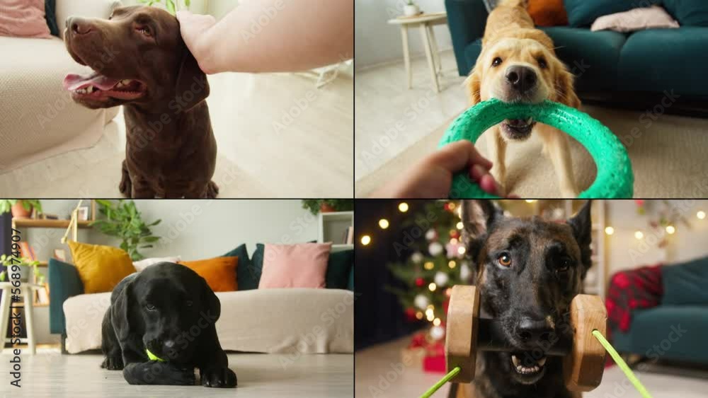 Dog face close up portrait collage, happy dogs portraits multi camera ...