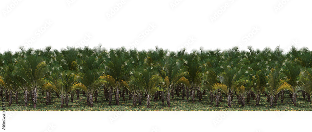 forest line, trees in the forest with grass and fallen leaves, isolated ...