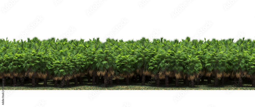 forest line, trees in the forest with grass and fallen leaves, isolated ...
