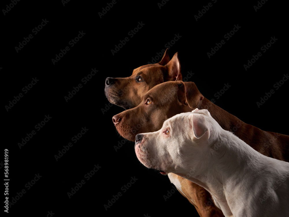 profile Three dogs in backlight. Pit Bull Terrier, Staffordshire ...