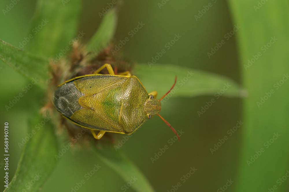 Closeup on a colorful adult gorse shield bug,Piezodorus lituratus ...