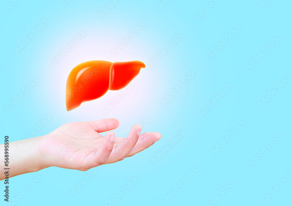 Medical technology. Doctor's hand holds the liver. Hepatologist model ...