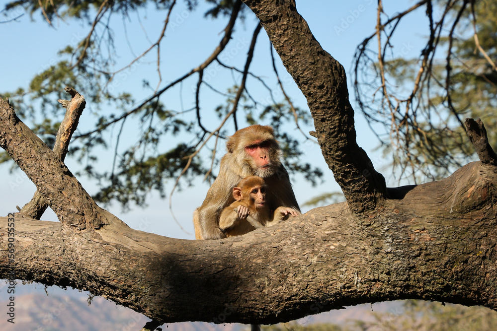 Indian Monkeys langurs near Hanuman Jakhu Statue in Jakhu Temple Shimla ...