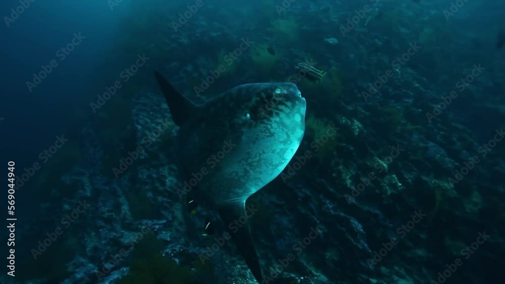 Mola mola fish in underwater marine life of Pacific Ocean. Amazing ...
