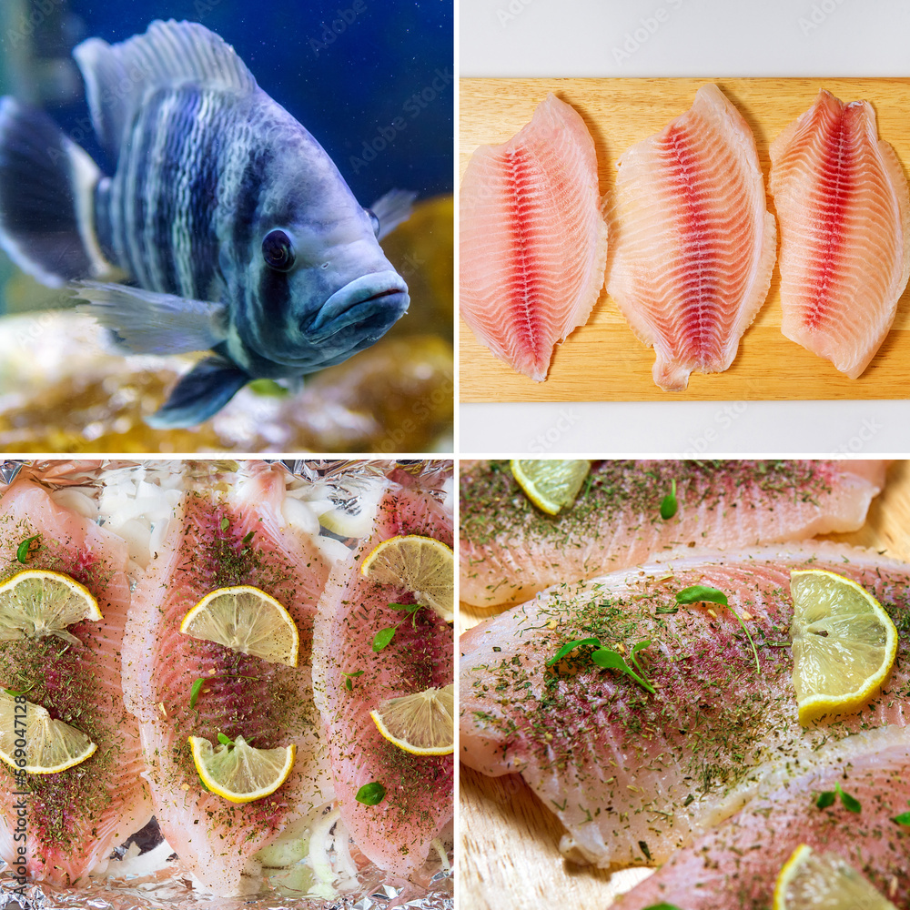 Foto de Food collage of fresh fish fillets. Tilapia. Seafood, square ...