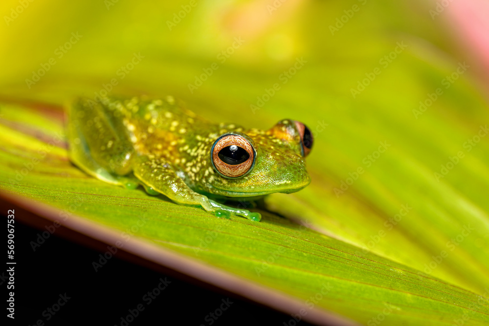 Boophis elenae, endemic species of frog in the family Mantellidae ...