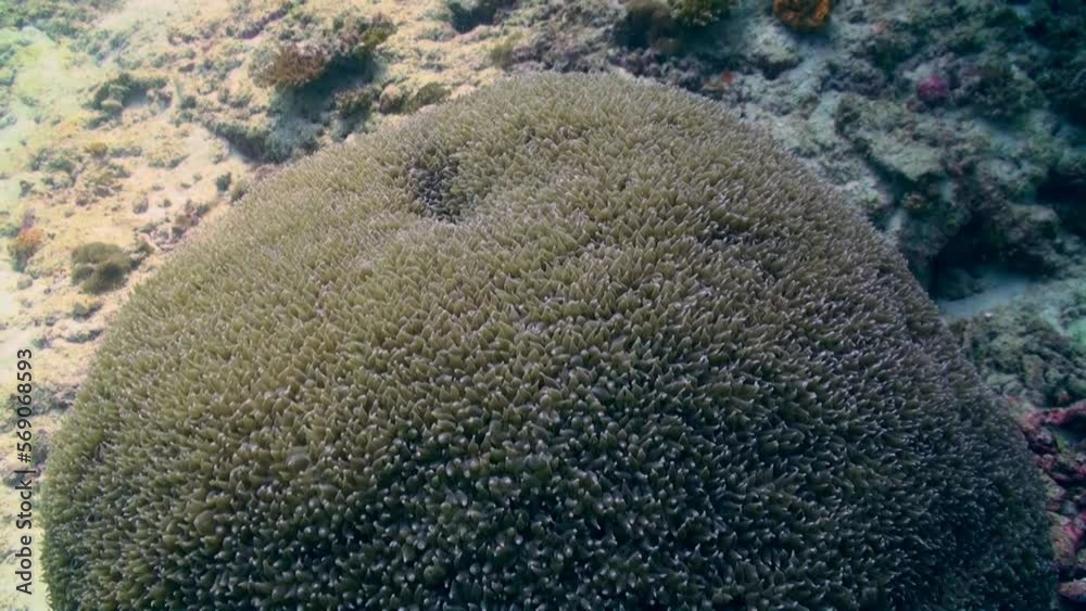 Underwater landscape of coral reef. Amazing, beautiful underwater ...