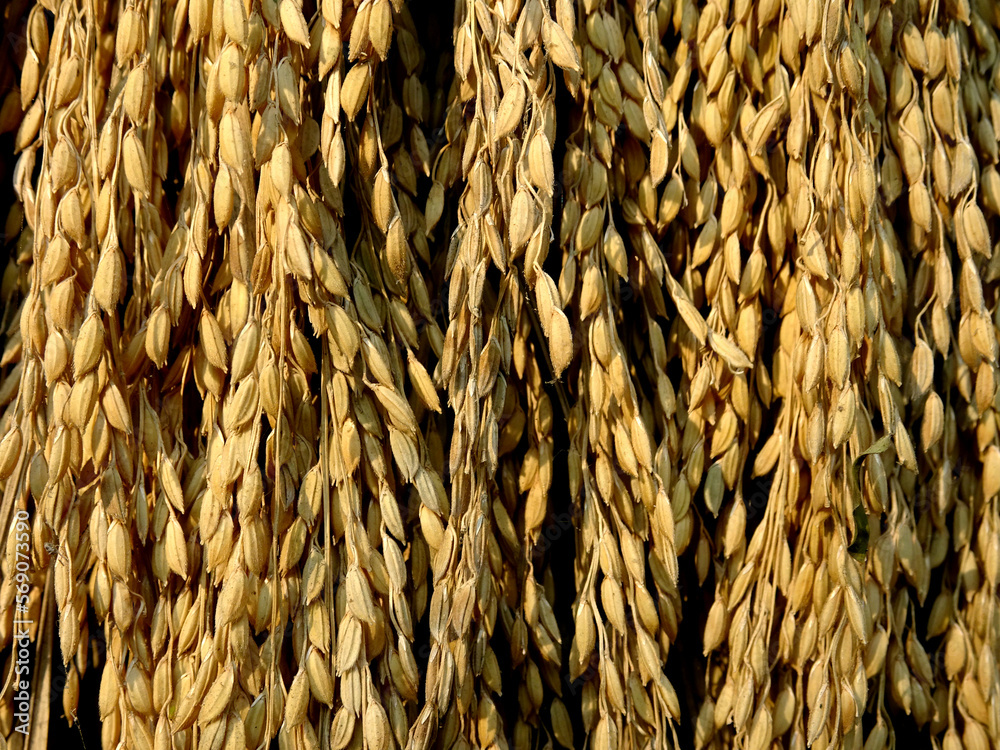Straws and grains of aromatic Danaguri rice at a hay bale in an Indian ...