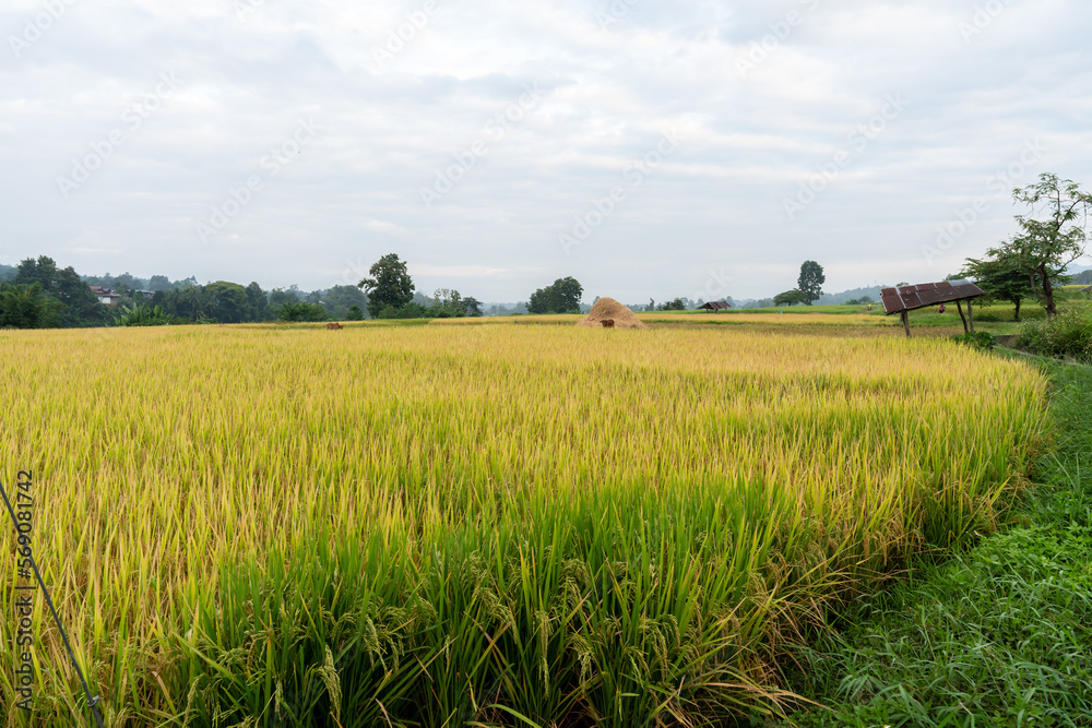 Rural rice fields ready to harvest rice. golden rice fields full of ...