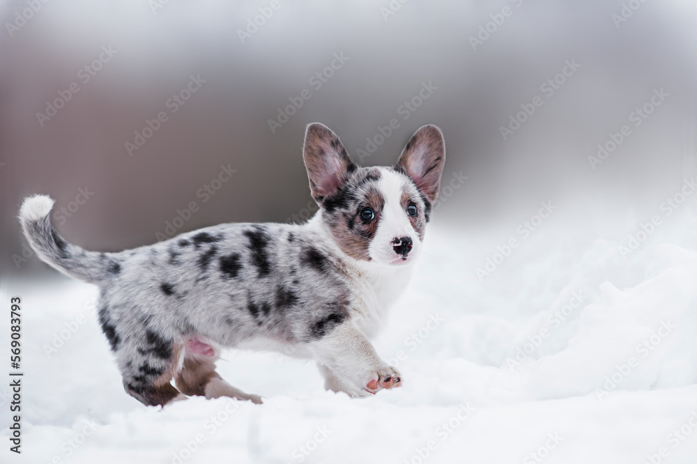 Cardigan Welsh Corgi puppies Stock Photo | Adobe Stock
