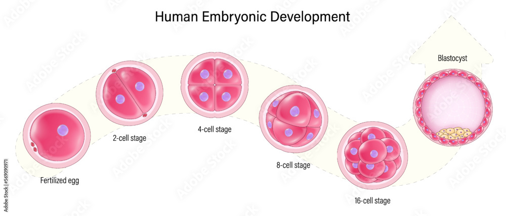 Two Cell Stage