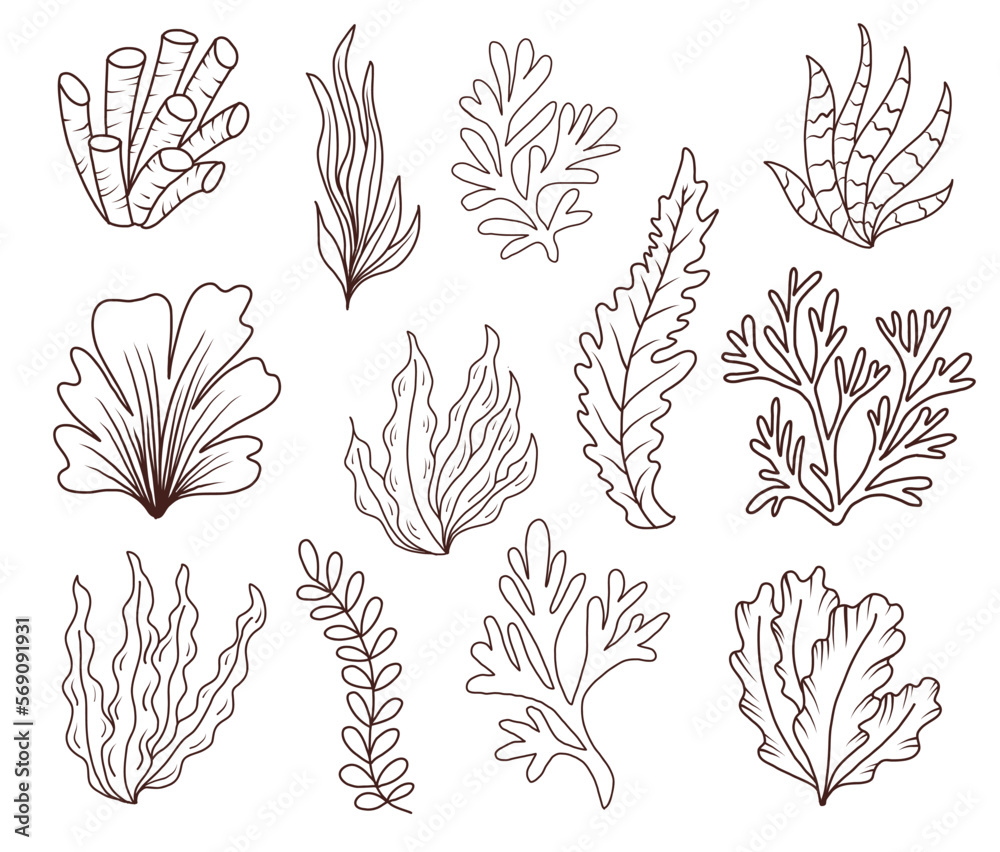 Hand drawn doodle seaweed underwater set. vector outline illustration ...