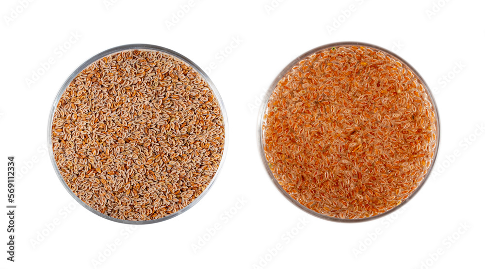 Plantago Ovata Seeds in Glass of Water Isolated, Psyllium Husk, Isabgol ...