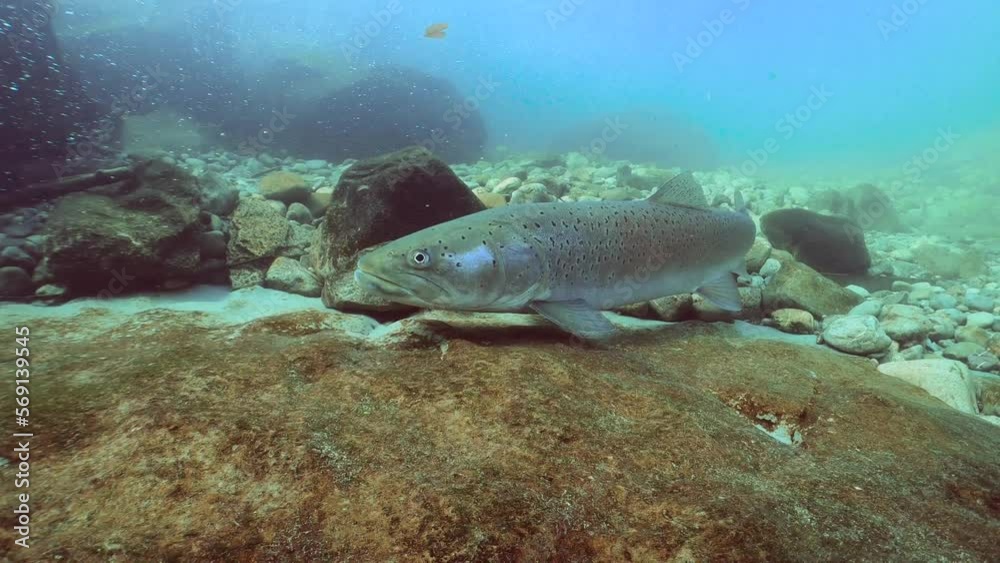 Freshwater fish Common huchen (Hucho hucho) in the beautiful clean ...