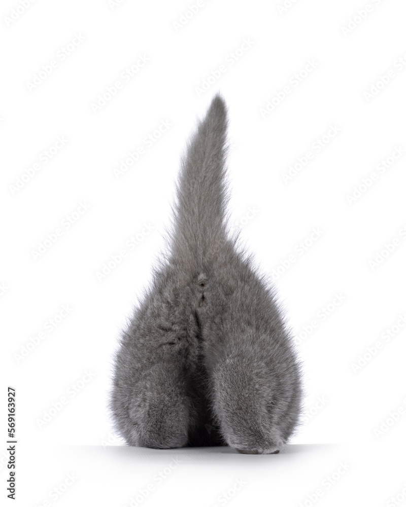 Backside of cute grey British Shorthair cat kitten, walking away ...