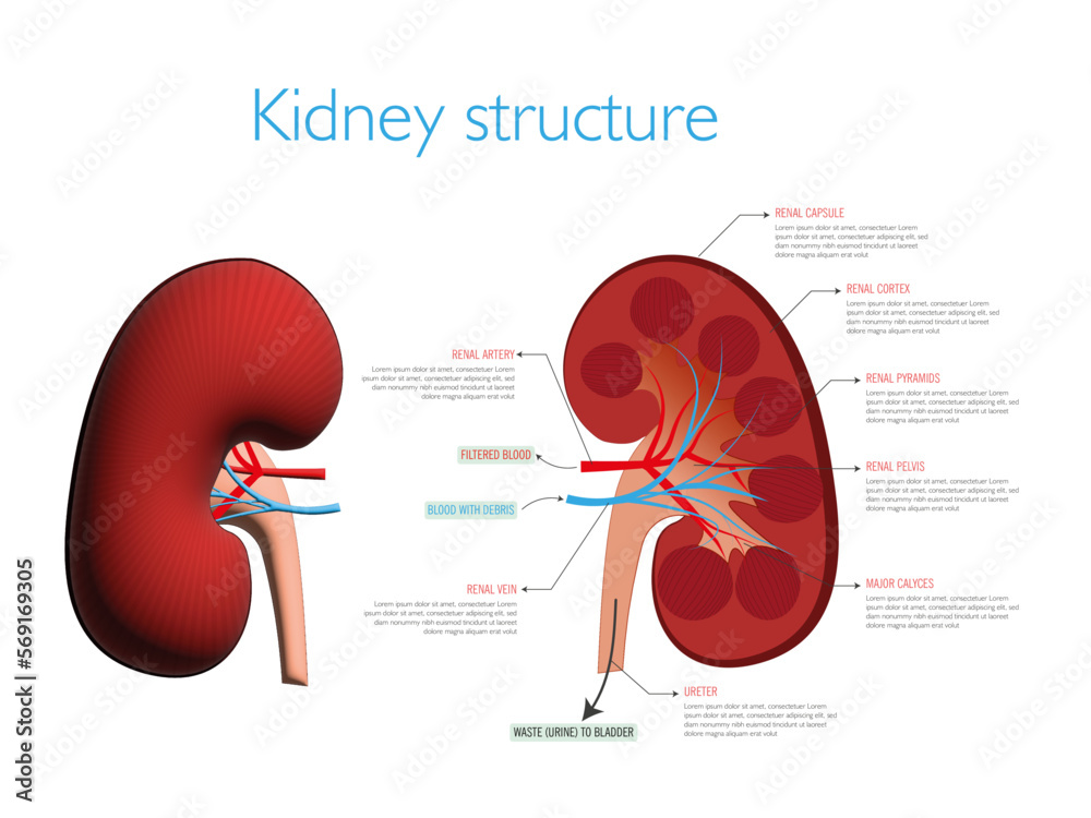 Structure of a kidney in vector and a section indicating its ...