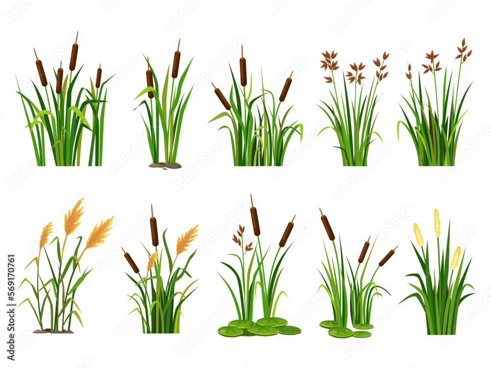 Cartoon lake aquatic plants. Swamp cattails, marsh reed and blooming ...