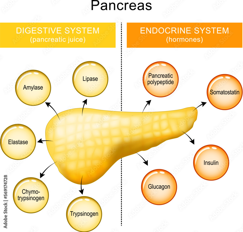 Vetor de Pancreas function. internal organ of a digestive and endocrine ...
