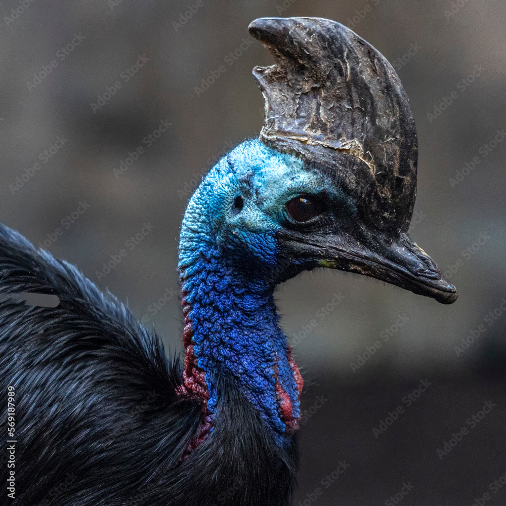 Casuario Cassowary Wiktionary, The Free Dictionary