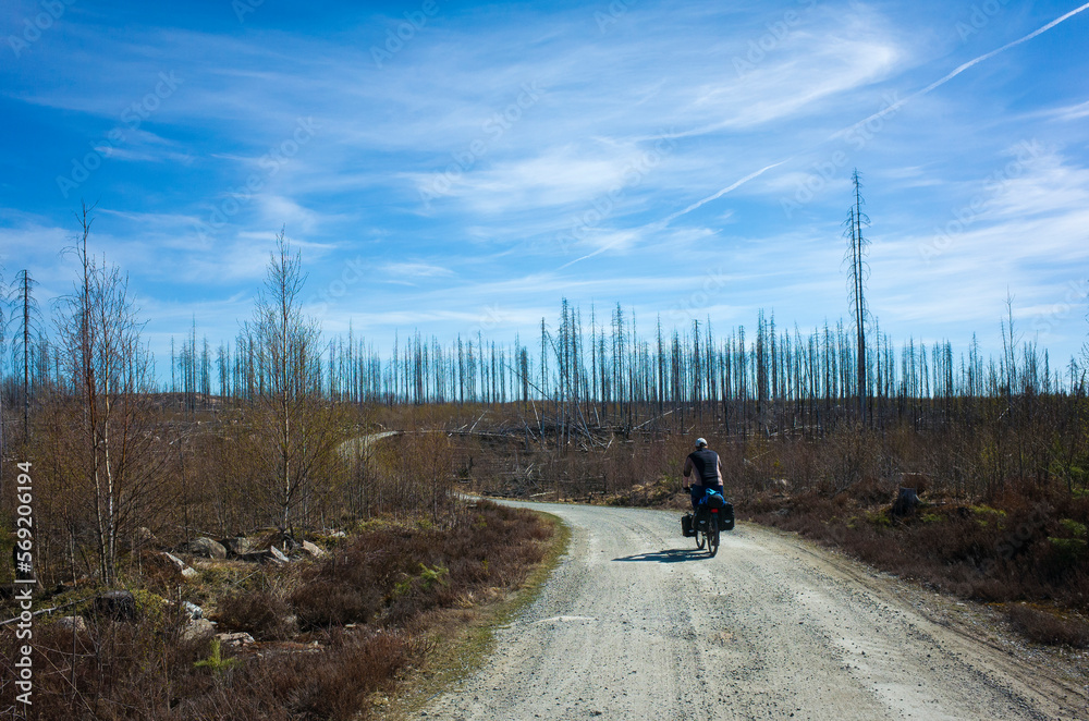 Cycling on gravel road in the Halleskogsbrannans nature reserve with ...