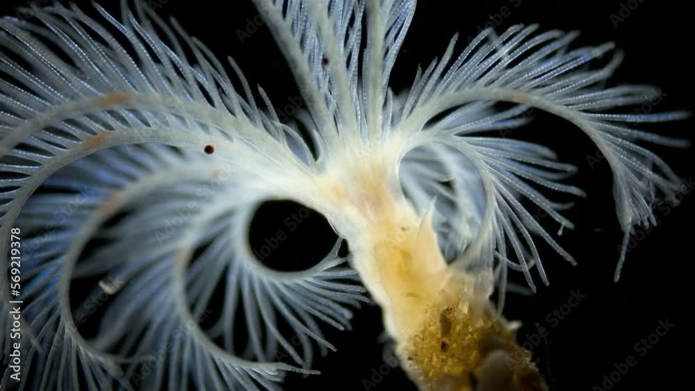 Worm family Fabriciidae under a microscope, order Sabellida. Filters ...