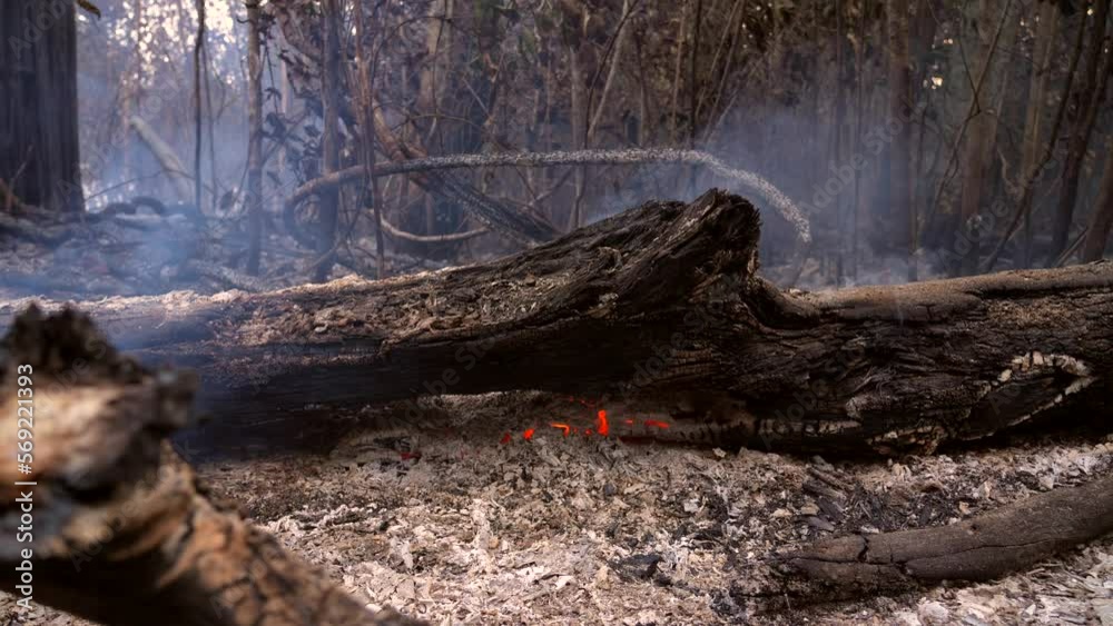 Vidéo Stock Amazon rainforest trees on fire smoke in illegal ...
