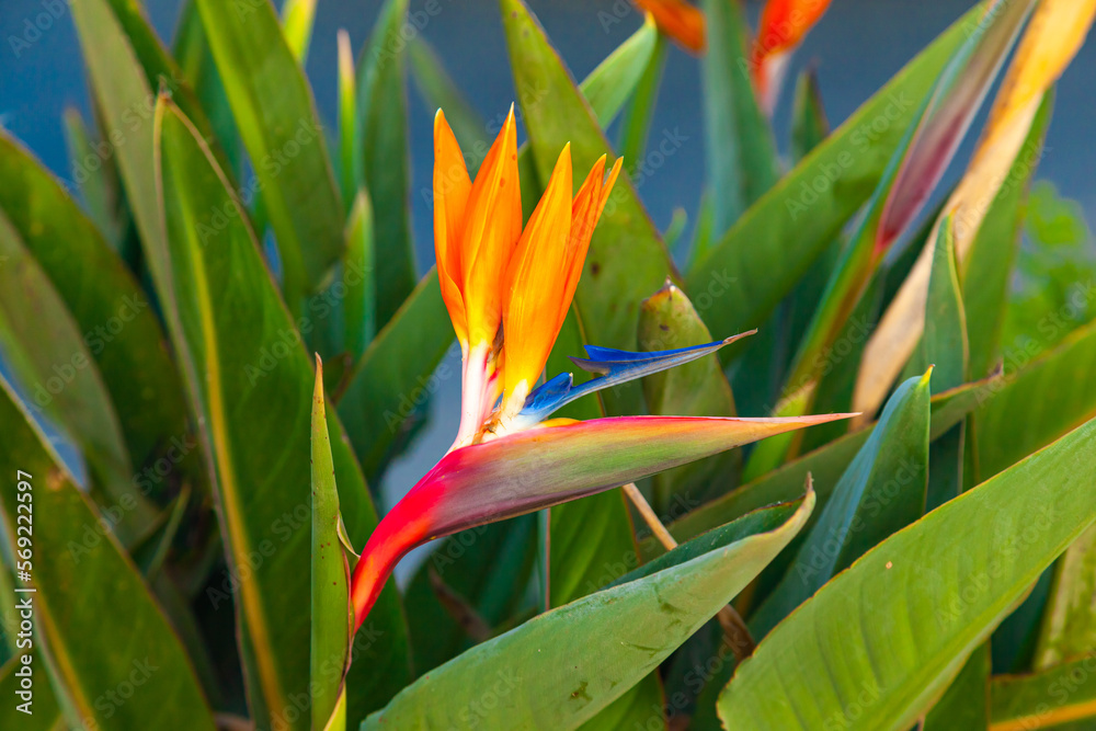 Strelitzia reginae. Blooming flower of the plant strelitzia royale ...