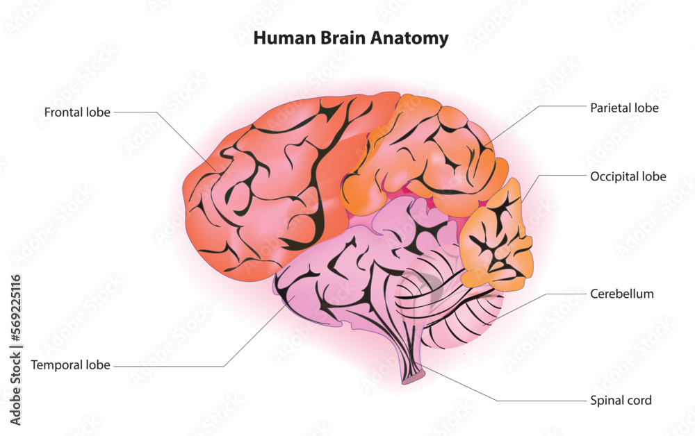 Labeled diagram of Human brain anatomy Stock Vector | Adobe Stock