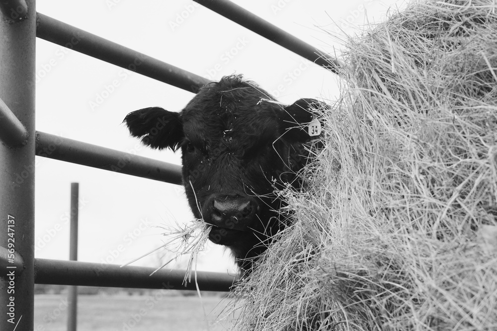 Foto de Closeup of black angus young cow eating hay from round bale on ...