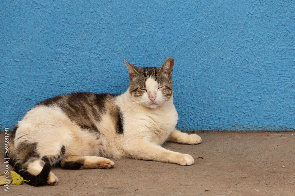 Um gato malhado deitado no chão de concreto e escorado numa parede azul ...