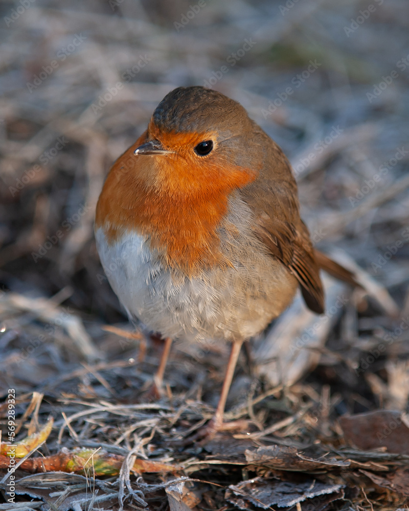 Erithacus rubecula es una especie de ave de la familia de los roqueros ...