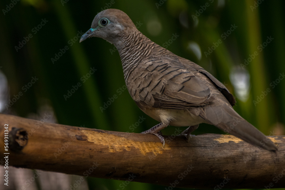 The zebra dove (Geopelia striata), also known as the barred ground dove ...