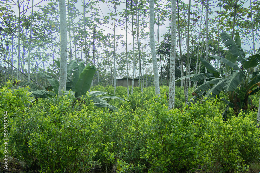 Plantation of illicit crops, coca leaf plant used for the production of ...