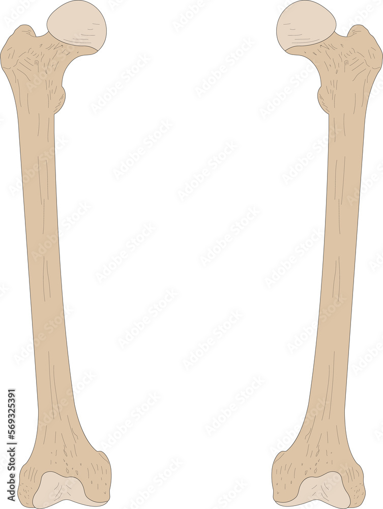 Bones of the human skeleton. Right Femur and Left Femur. Anterior ...